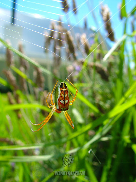 Festive Silver Marsh Spider | Project Noah