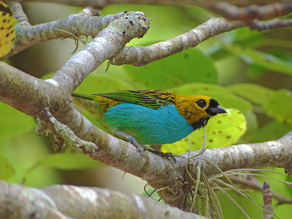 Gilt-edged Tanager | Project Noah
