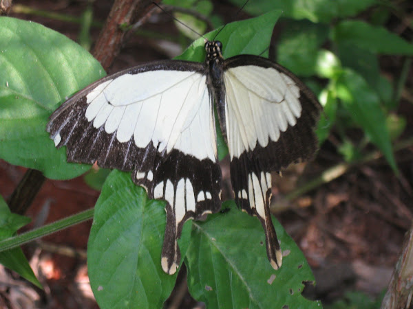 African Swallowtail/ Mocker Swallowtail | Project Noah