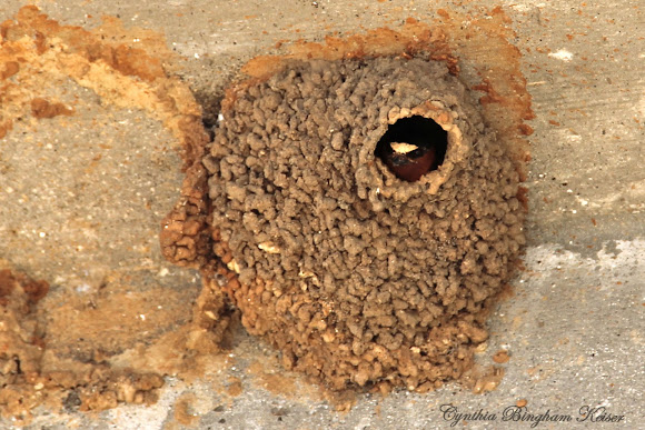 Cliff Swallow | Project Noah