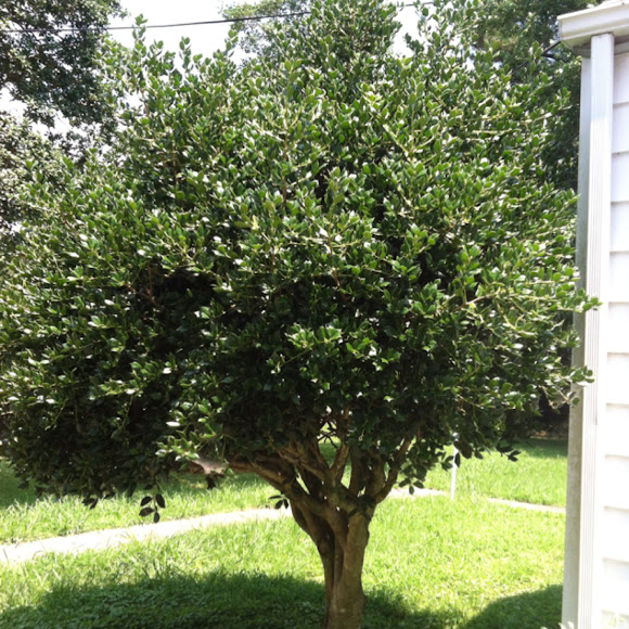 Holly Tree | Project Noah