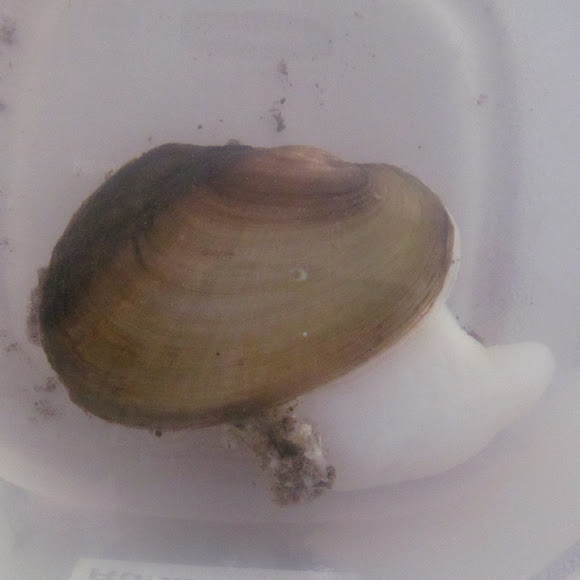 Pink Papershell Mussel | Project Noah