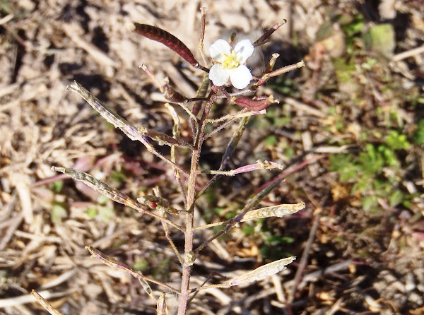 Jaramago blanco, oruga silvestre | Project Noah
