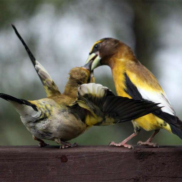 Northern Ontario Wildlife | Project Noah