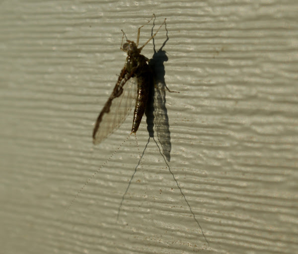 Speckled Dun Mayfly | Project Noah