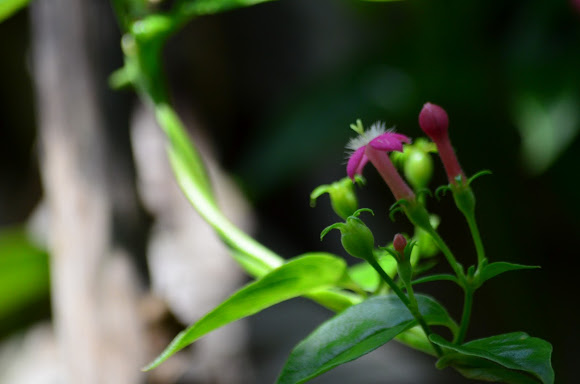 Bejuco flores lilas | Project Noah