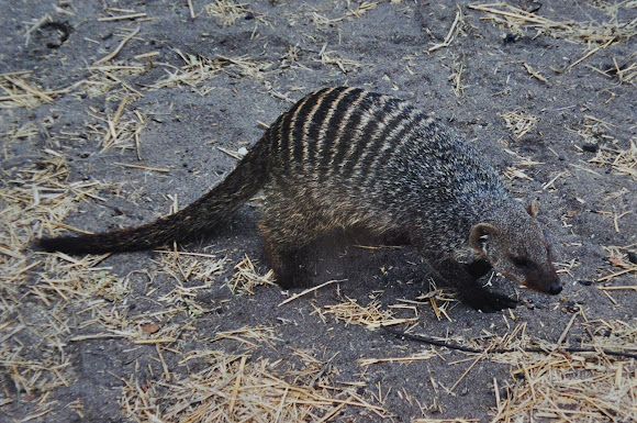 Banded Mongoose | Project Noah