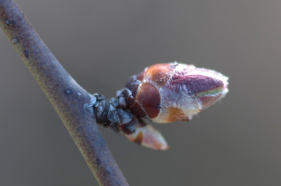 almond tree bud, yema de almendro | Project Noah