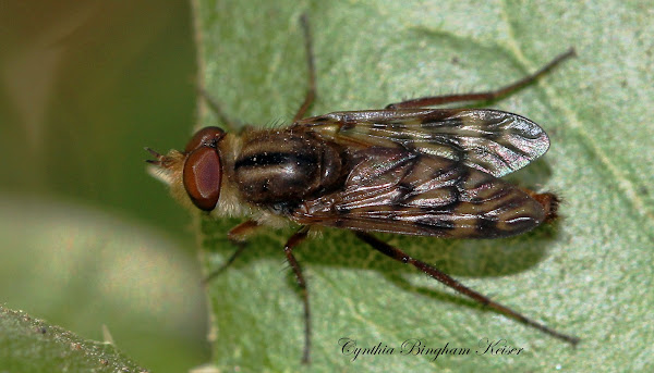 Stiletto Fly | Project Noah