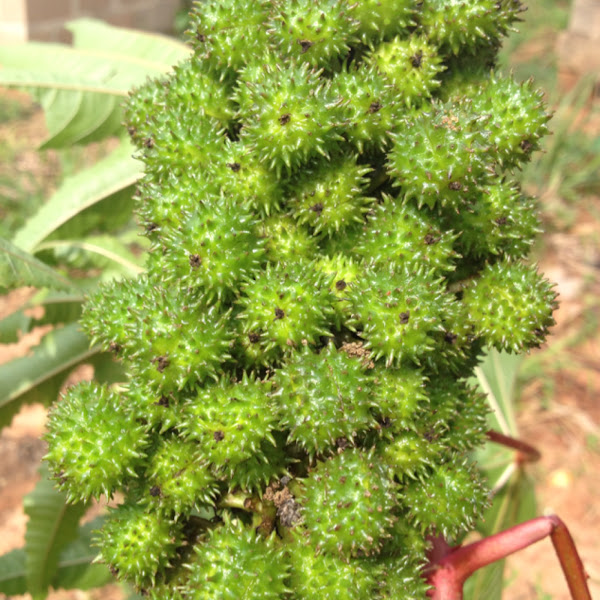 Castor | Project Noah