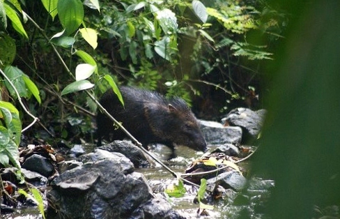 saino | Project Noah