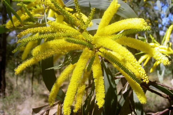 Sallow Wattle | Project Noah