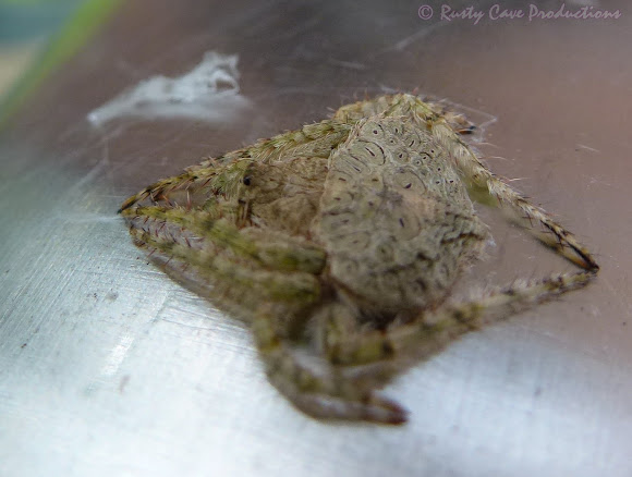 Wrap around spider | Project Noah