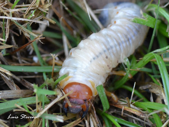 Rhinoceros beetle larvae | Project Noah