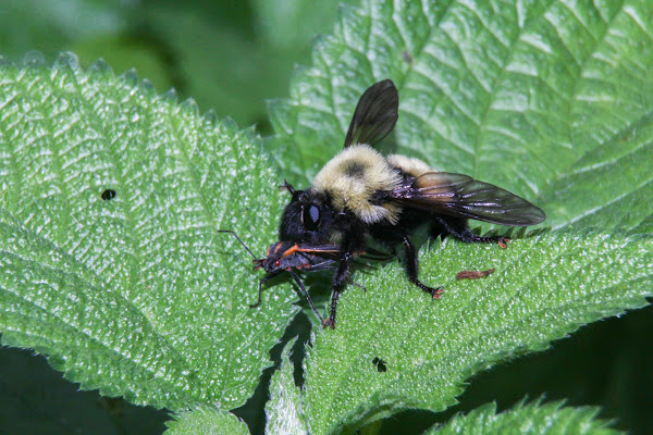 Bumblebee Mimic Robber Fly | Project Noah
