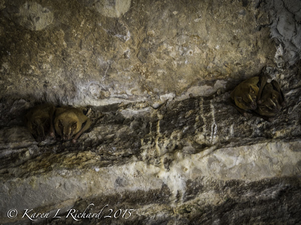 Thomas's fruit-eating bat | Project Noah