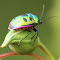 Green Jewel Bug | Project Noah