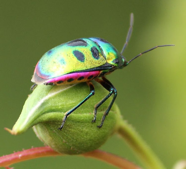 Green Jewel Bug | Project Noah