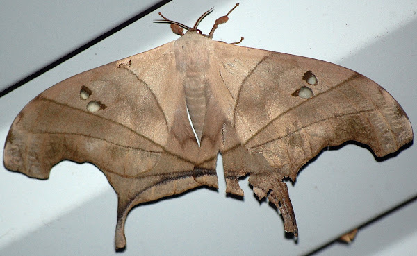 Large brown moth | Project Noah