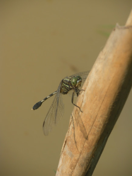 Capung hijau | Project Noah
