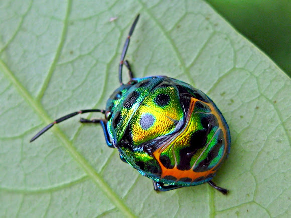 Mangrove Stink Bug Nymph | Project Noah
