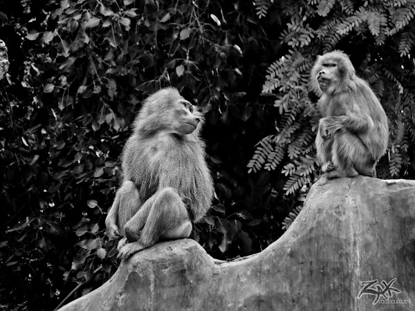 hamadryas baboon | Project Noah