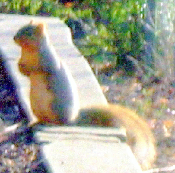 Squirrel Hybrid | Project Noah