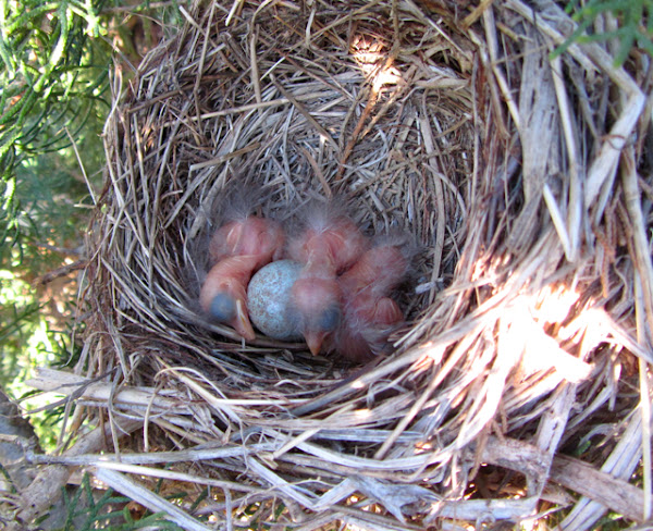 Spotless Starling's nest | Project Noah