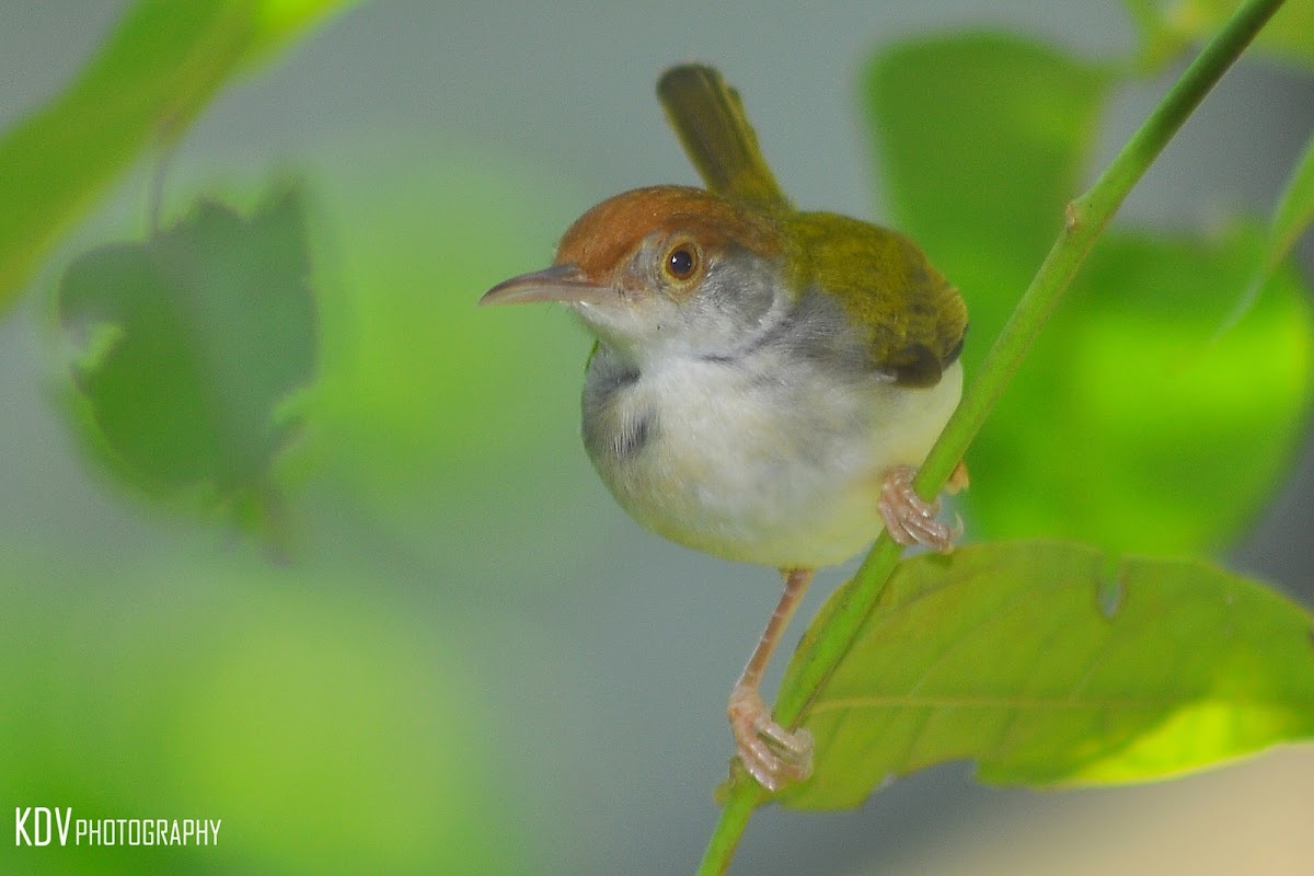 Common Tailorbird | Project Noah