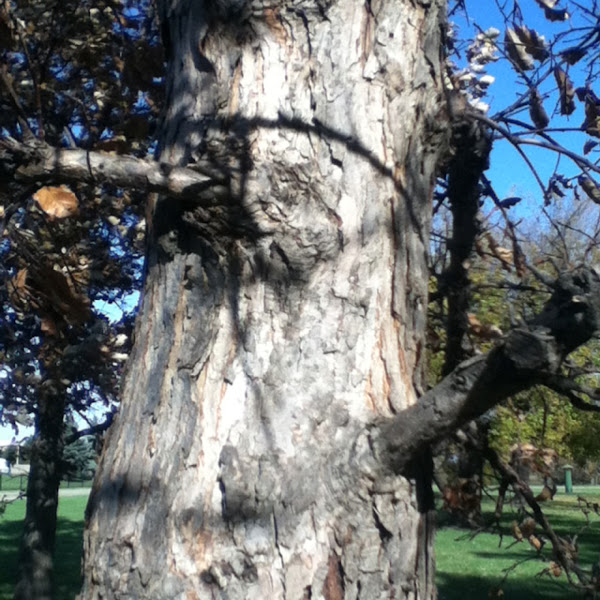 Swamp white oak | Project Noah