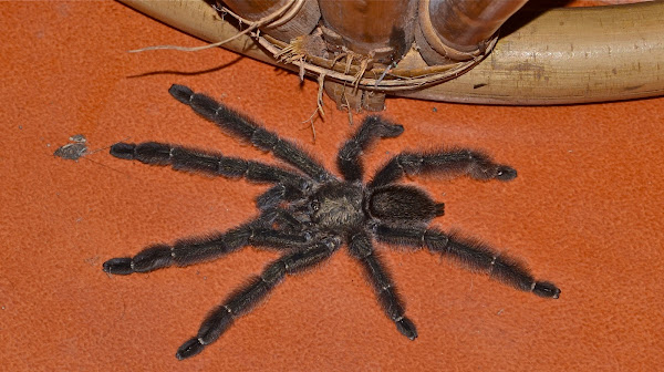 Tarantula | Project Noah