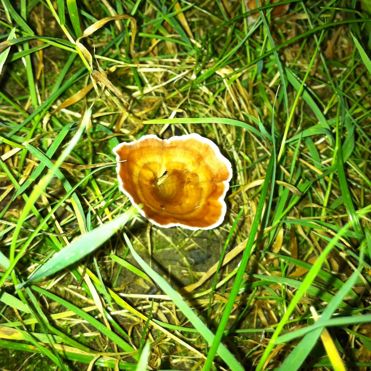 Spotting | Project Noah