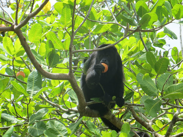 howler monkey | Project Noah