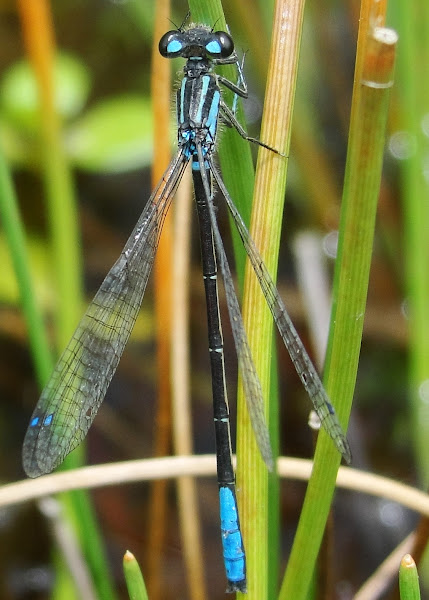 Matacaballos alegre | Project Noah