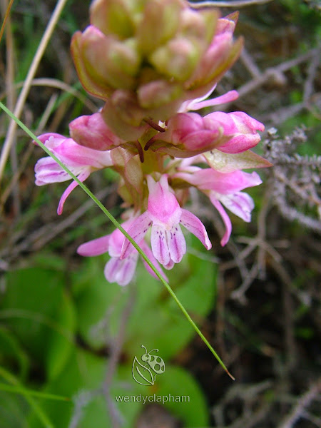 Satyrium erectum | Project Noah