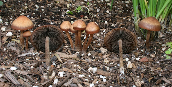 Banded Mottlegill | Project Noah