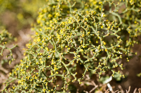 Desert mistletoe | Project Noah