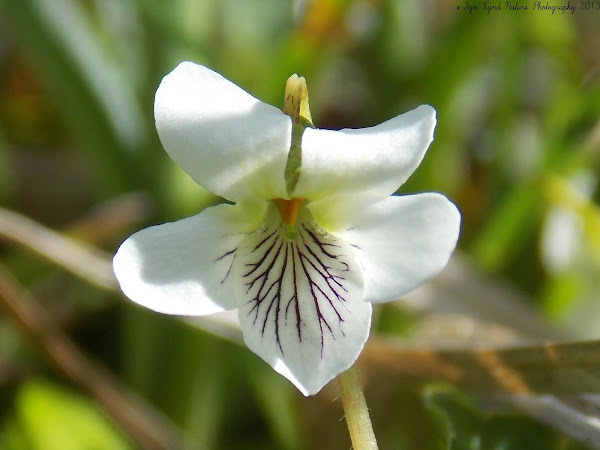 Sweet White Violet | Project Noah