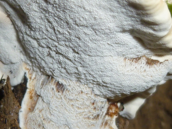 Reishi | Project Noah