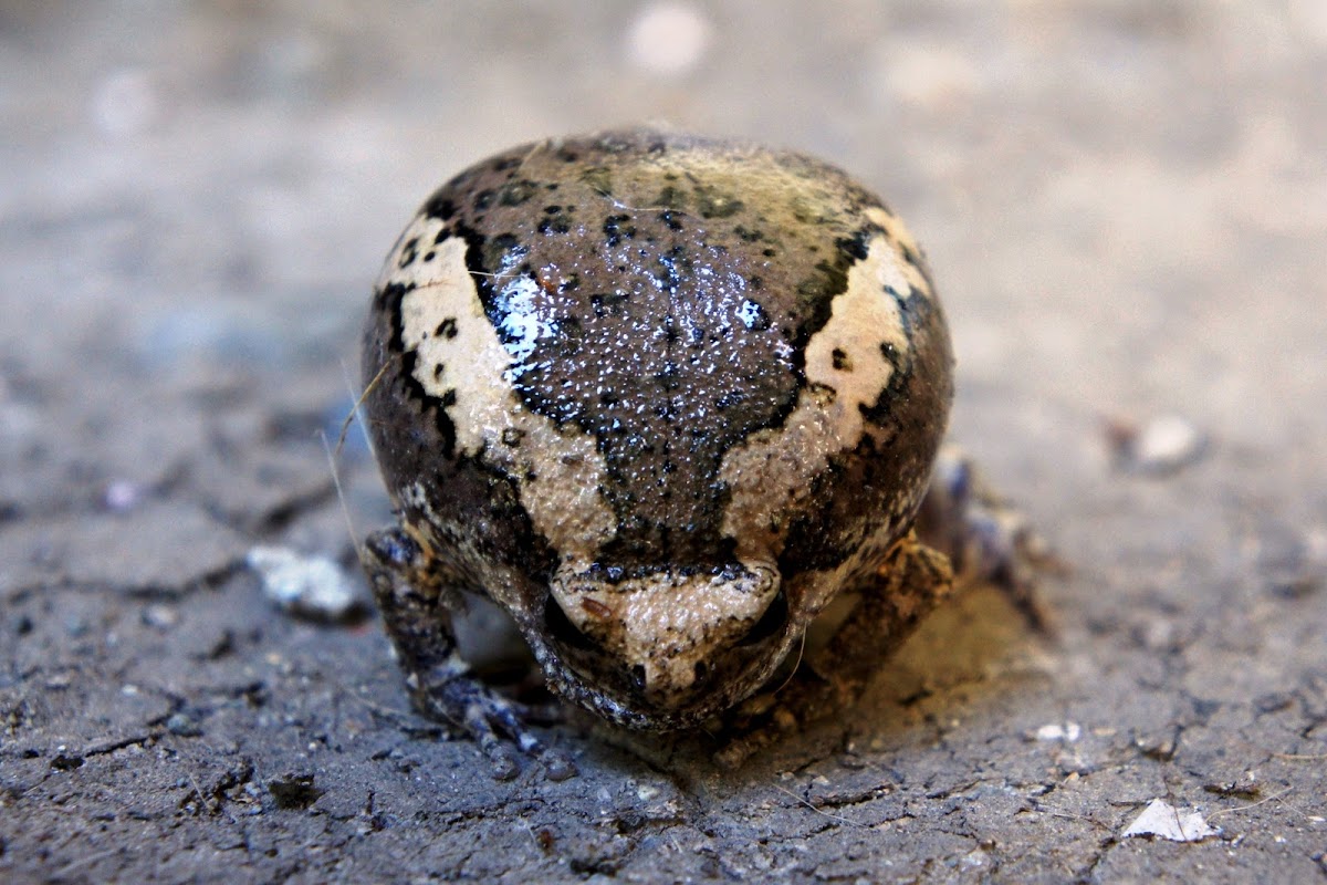 Asian Painted Frog, Chubby Frog, Banded Bull Frog, Rice Frog, or Bubble ...