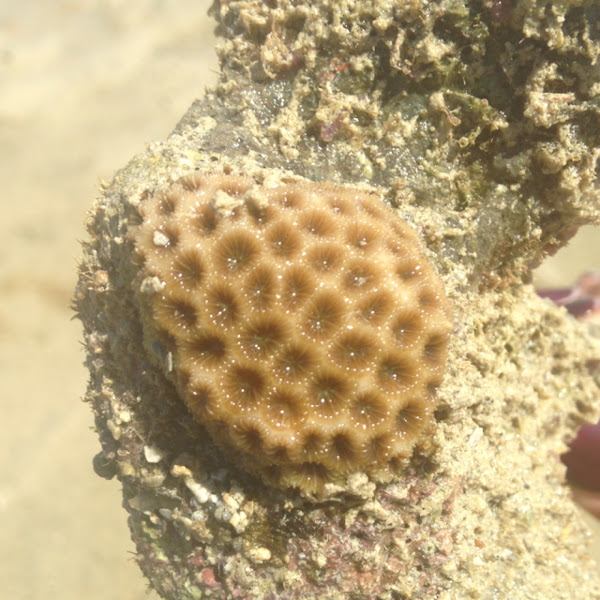 Encrusting coral | Project Noah