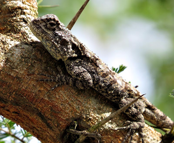Southern tree agama (female) | Project Noah
