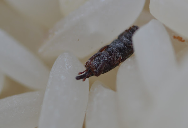 Rice weevil | Project Noah
