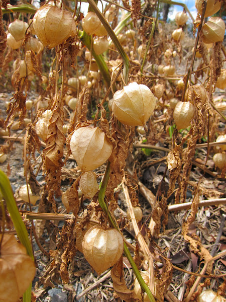 Wild Gooseberry | Project Noah