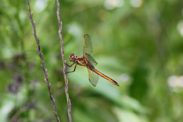 Golden-winged Skimmer | Project Noah