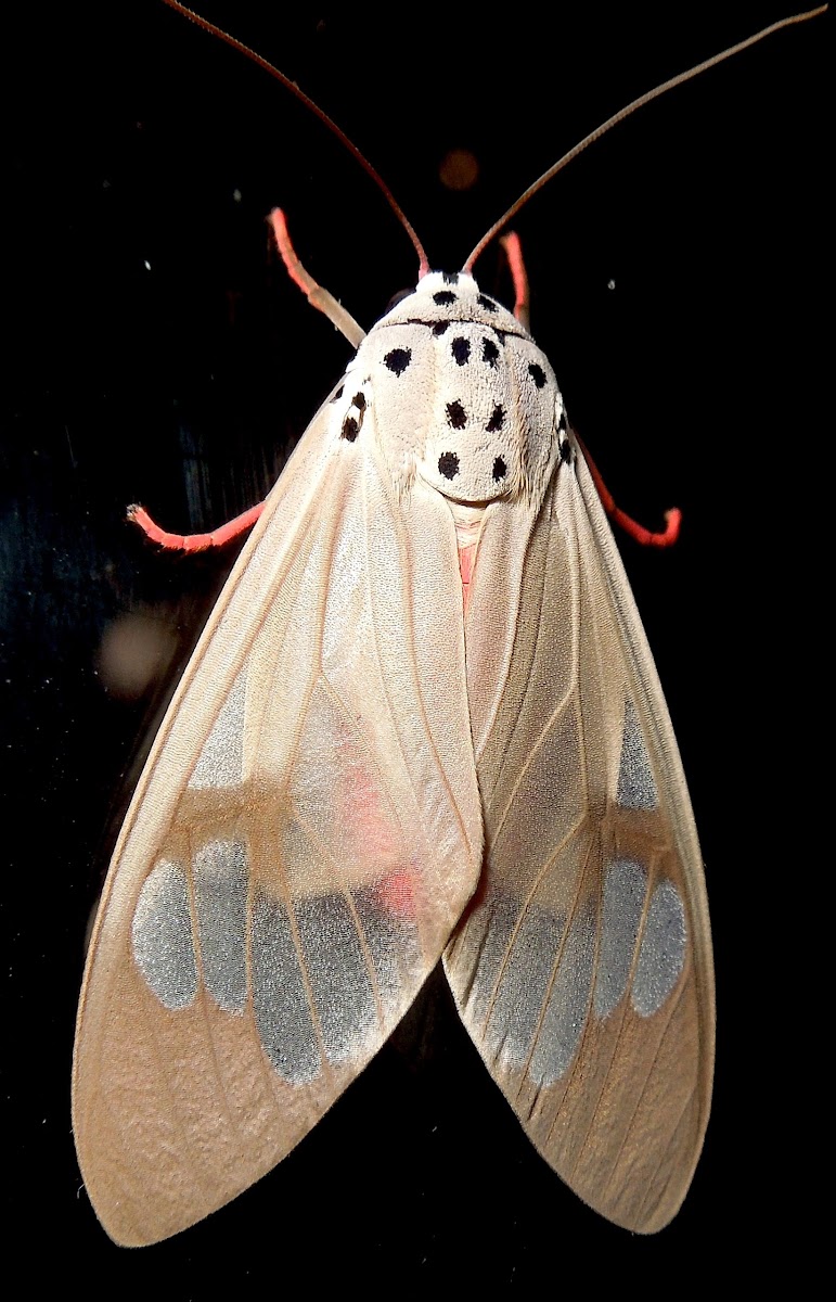 Tiger moth and eggs | Project Noah