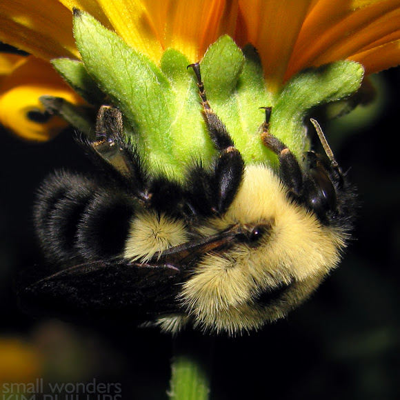Common Eastern Bumble Bee | Project Noah