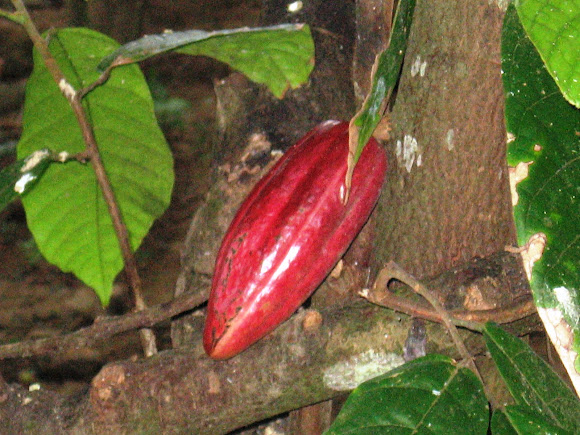 Cacao tree | Project Noah