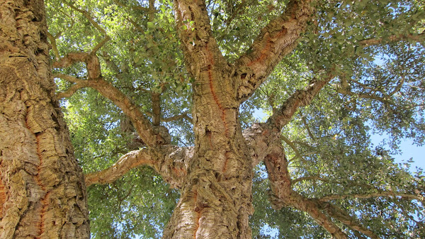 Cork Oak Tree | Project Noah