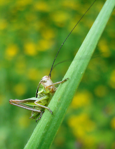 Cricket / Zrikavac | Project Noah